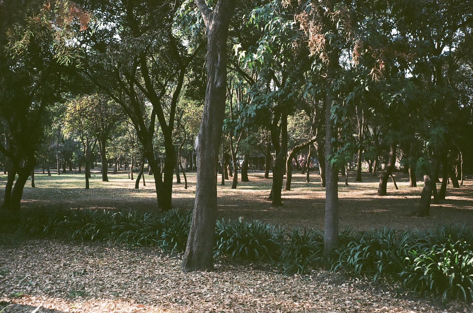 A collection of photos shot on my Olympus Trip 35 - Logan Gabriel - Video Game Composer