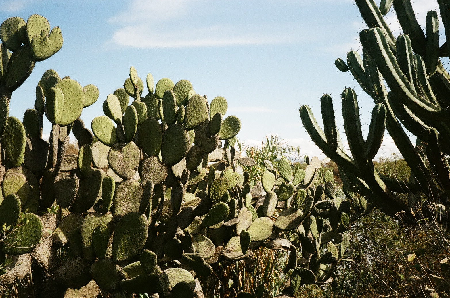 A collection of photos shot on my Olympus Trip 35 - Logan Gabriel - Video Game Composer