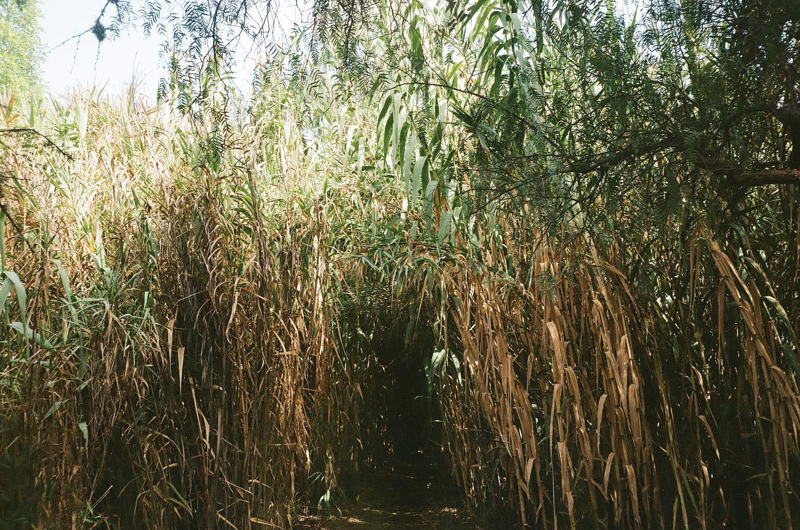 A collection of photos shot on my Olympus Trip 35 - Logan Gabriel - Video Game Composer